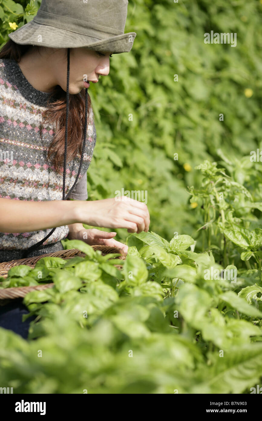 Picking basil hi-res stock photography and images - Alamy