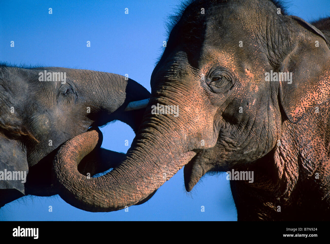 Indian elephant animal wildlife two trunks friendship together Stock ...