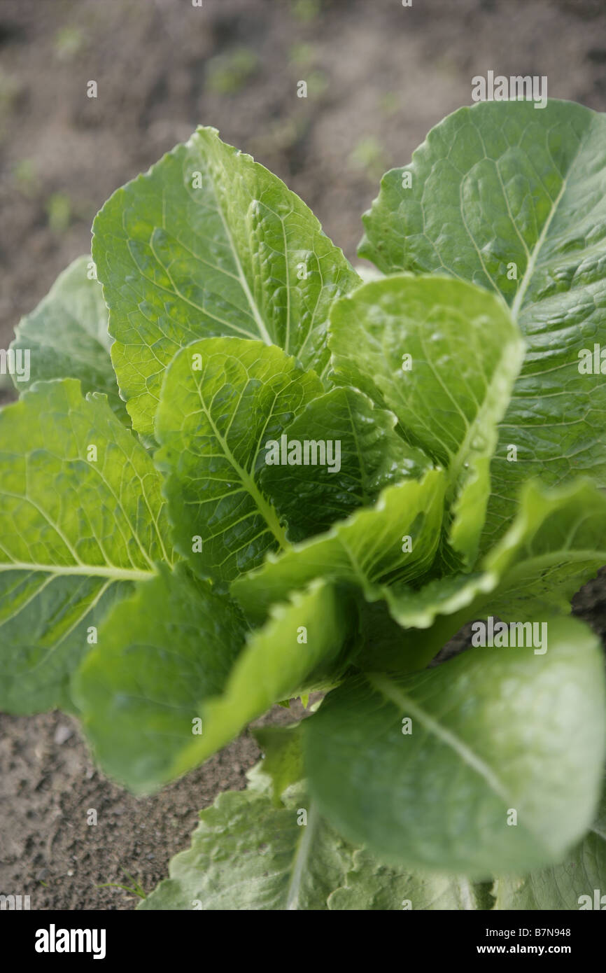 Romaine lettuce field hi-res stock photography and images - Alamy