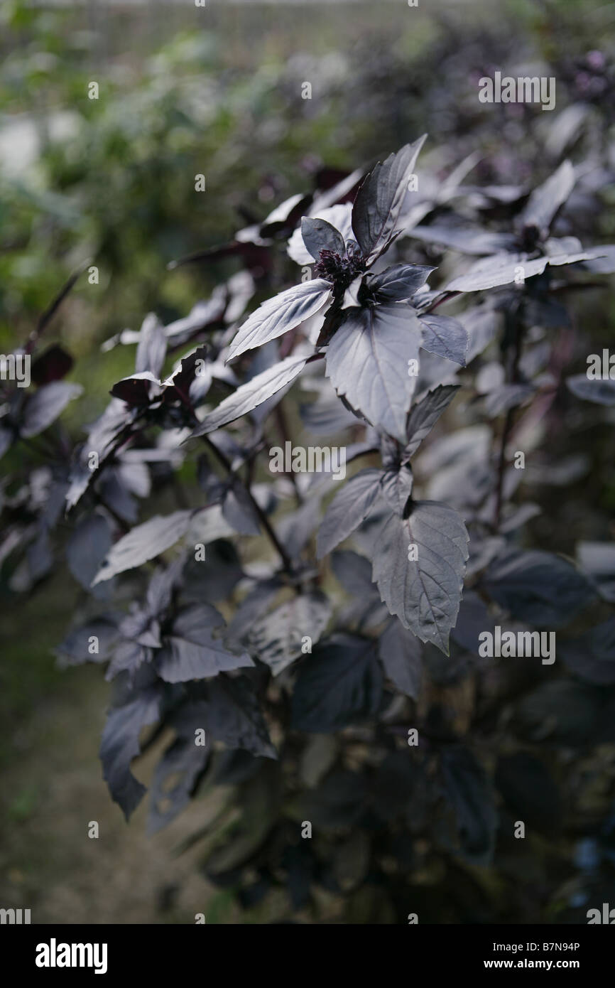 Opal basil hi-res stock photography and images - Alamy