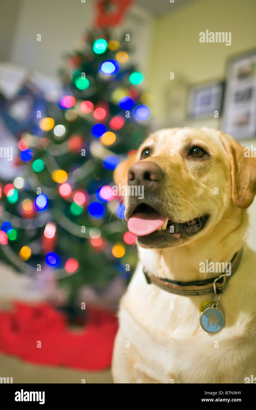 Labrador Retriever And Tree High Resolution Stock Photography and ...
