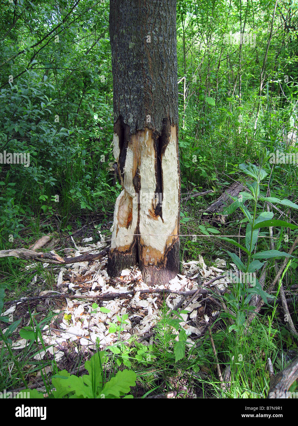 A beaver's (Castor fiber) handywork having partly felled a tree Stock ...