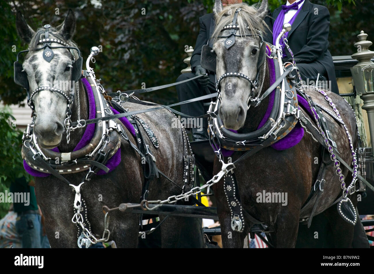Draft horses in full ornamental harness Stock Photo - Alamy