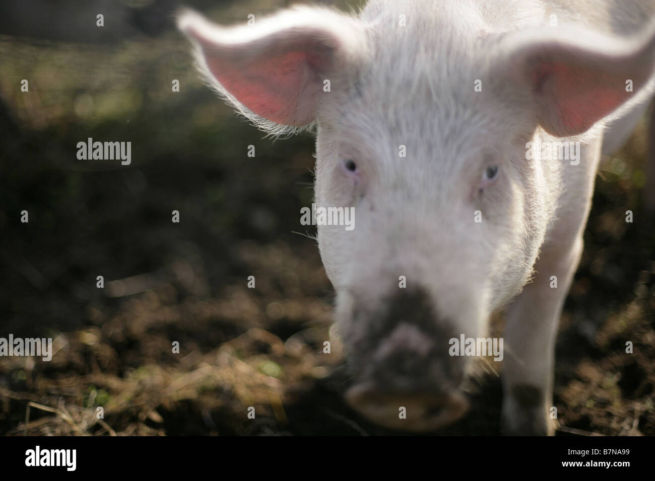 Front a pig hi-res stock photography and images - Alamy