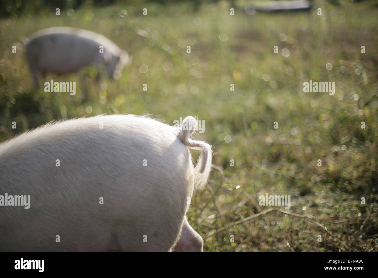 Pigs tail hi-res stock photography and images - Alamy