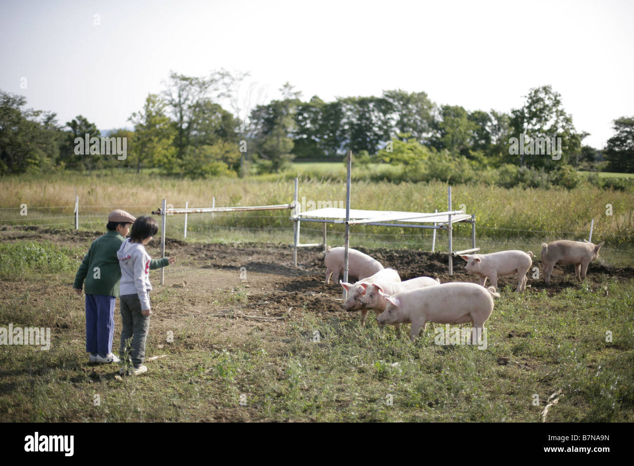 Pigs and boys in the farm Stock Photo - Alamy