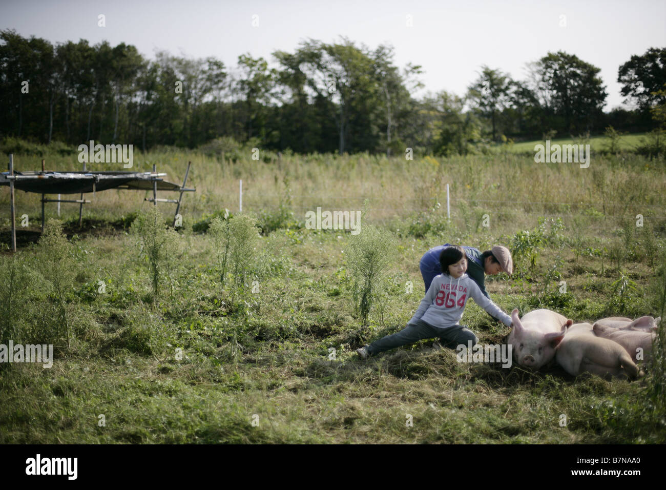 Pigs in farm hi-res stock photography and images - Alamy
