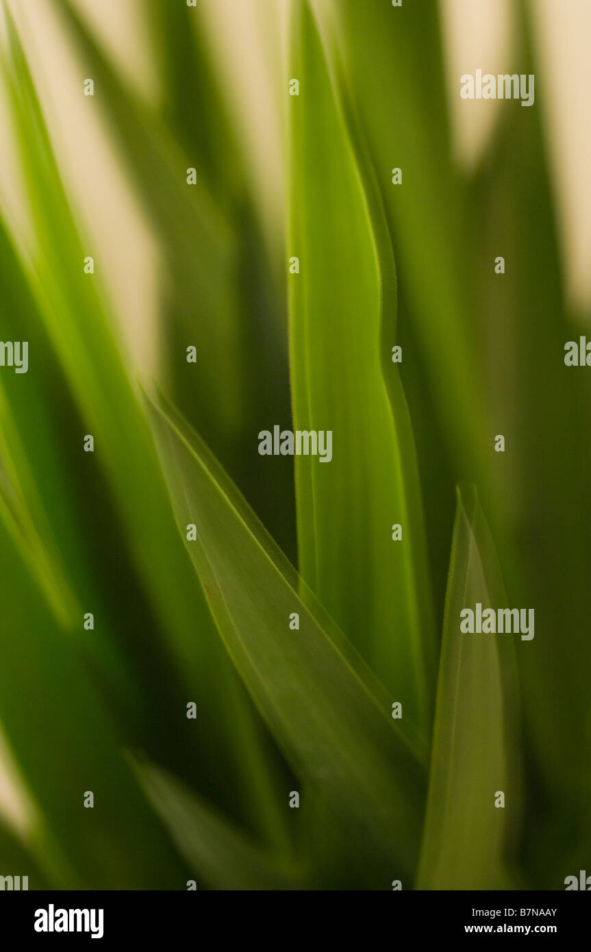 Yucca leaves hi-res stock photography and images - Alamy