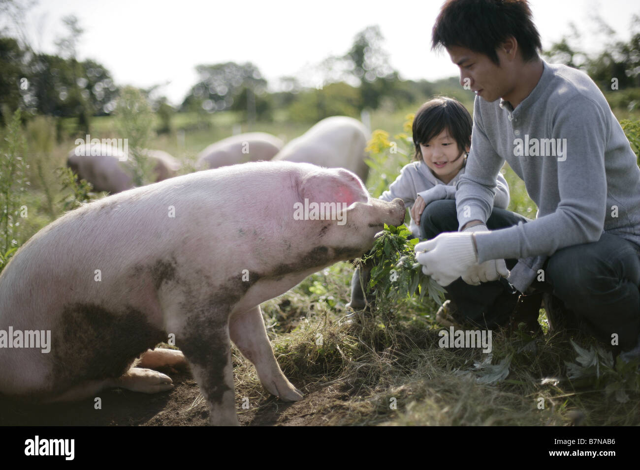 Parent pigs hi-res stock photography and images - Alamy