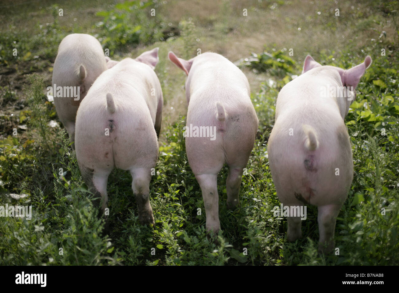 Whole pigs hi-res stock photography and images - Alamy