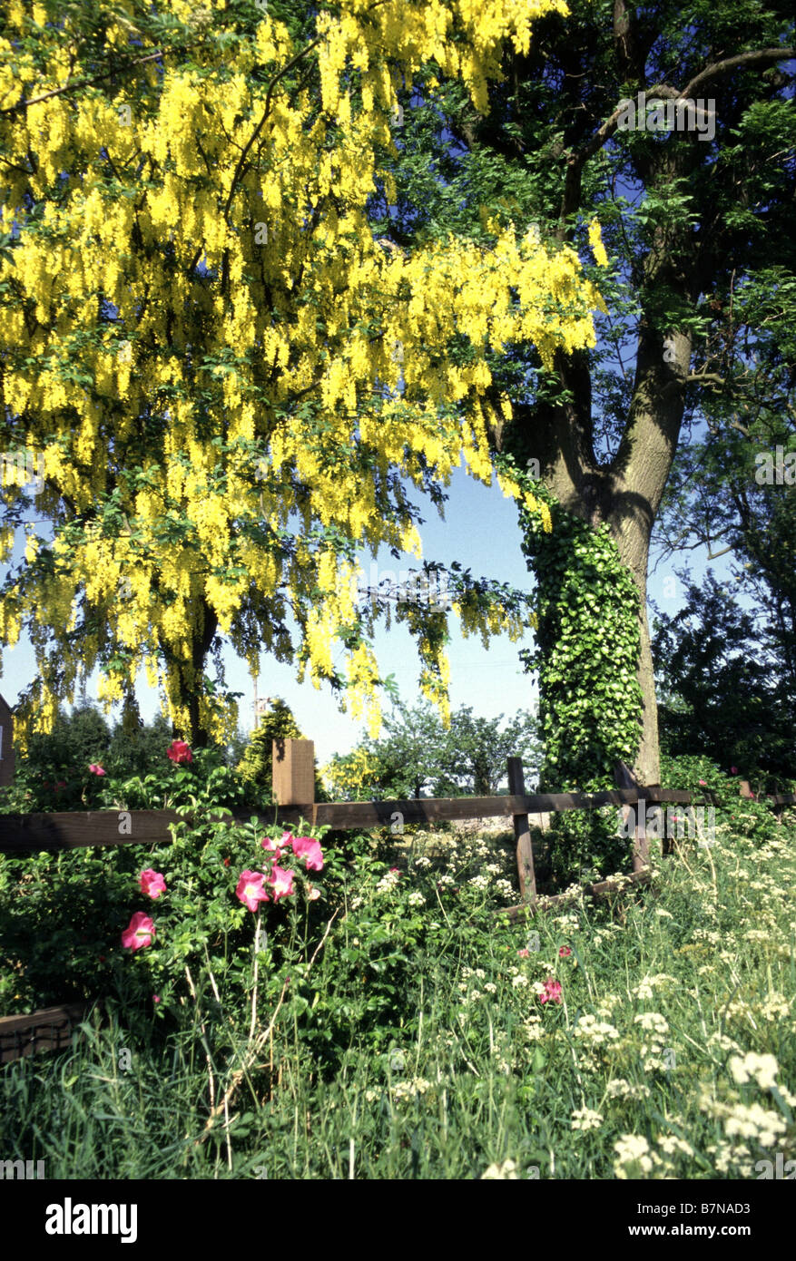Growing laburnum hi-res stock photography and images - Alamy