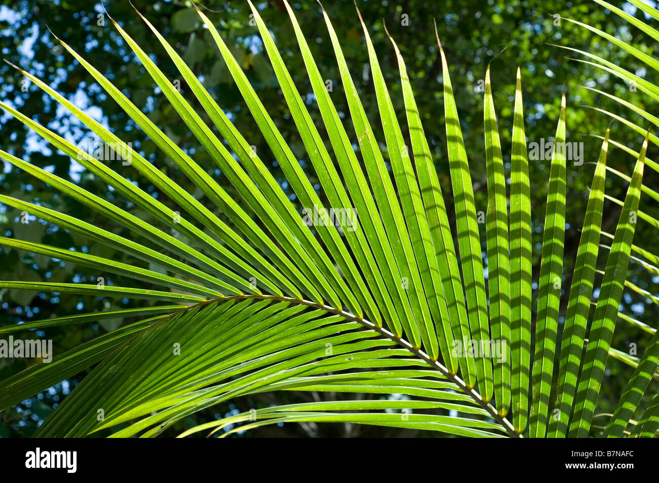Waving palm branch hi-res stock photography and images - Alamy