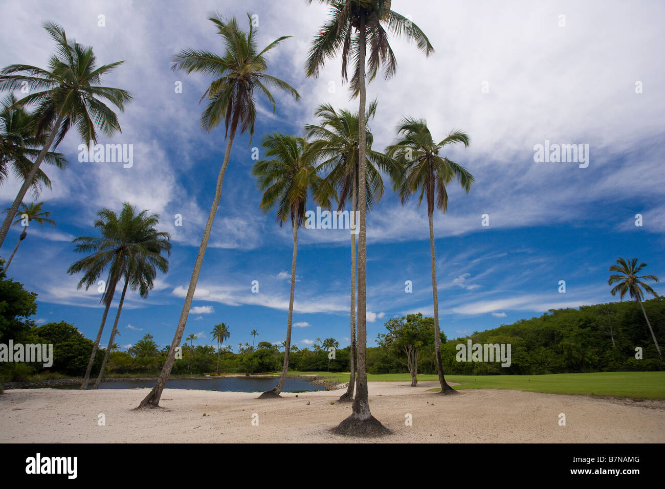 Palm trees on sandy beach in Brazil Stock Photo - Alamy