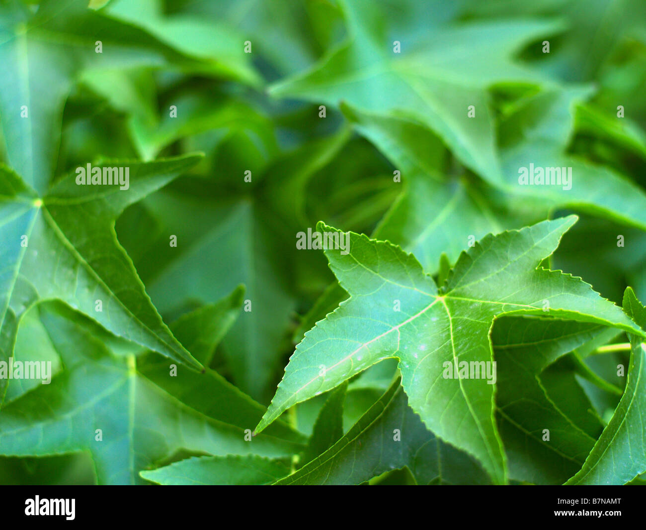 Deep lobes leaves hi-res stock photography and images - Alamy