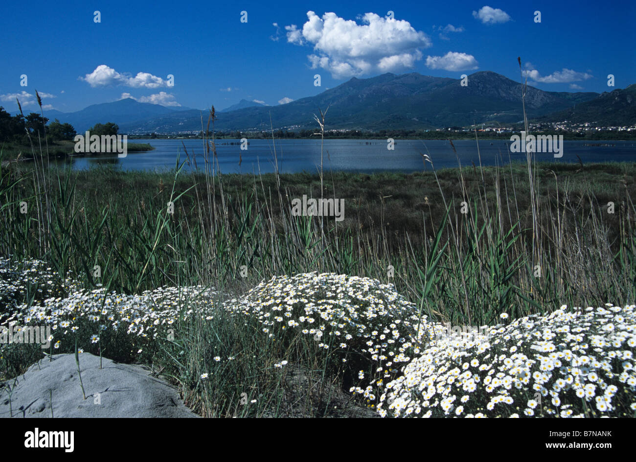 Biguglia lake hi-res stock photography and images - Alamy