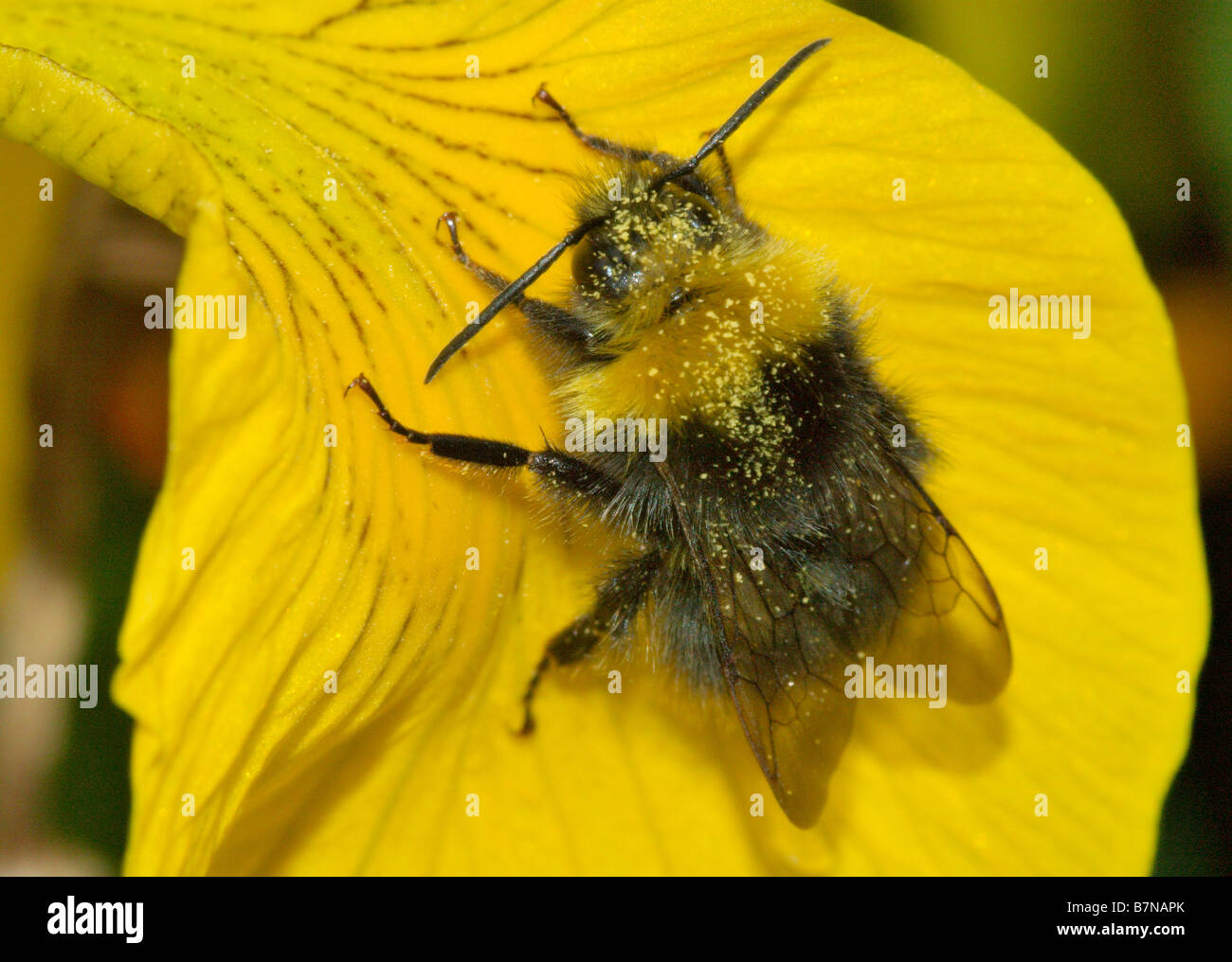Animalia arthropoda insecta hymenoptera apidae apinae bombini bombus ...
