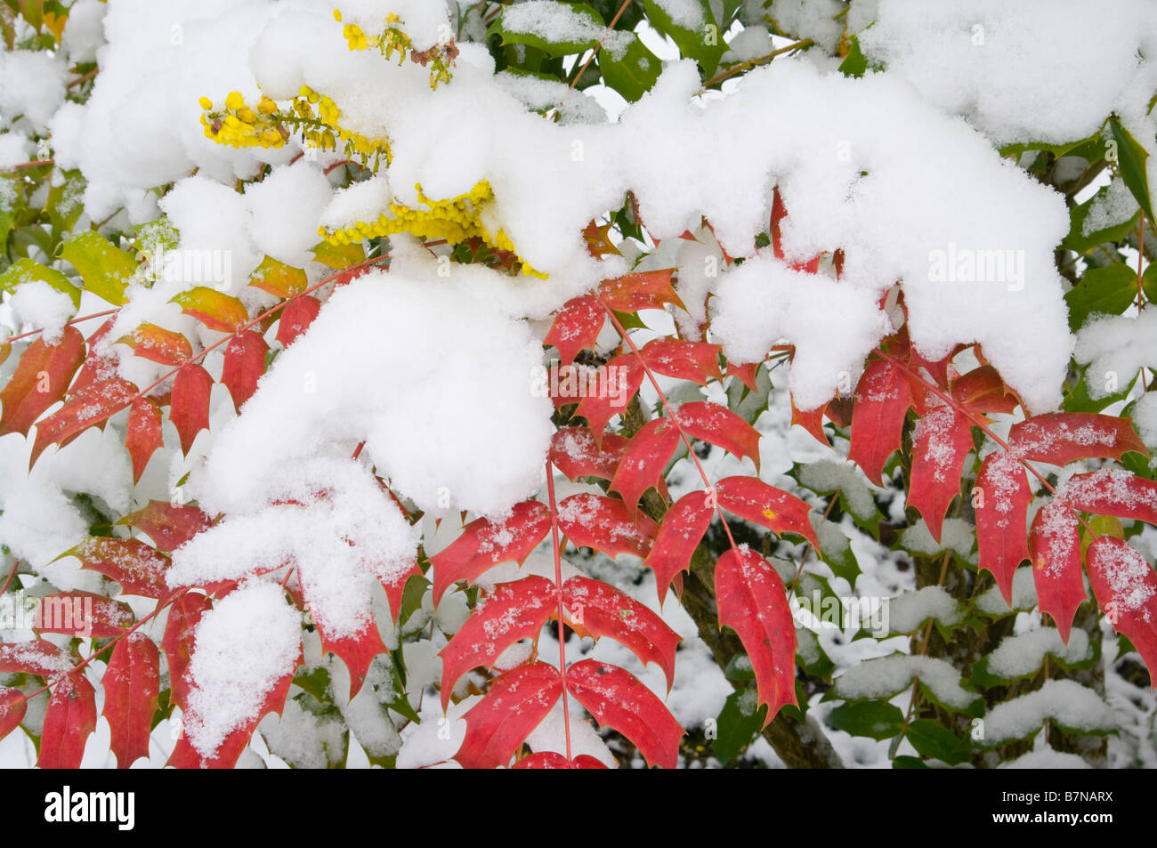 Snow Covered Mahonia Leaves Winter Shrub Stock Photo - Alamy