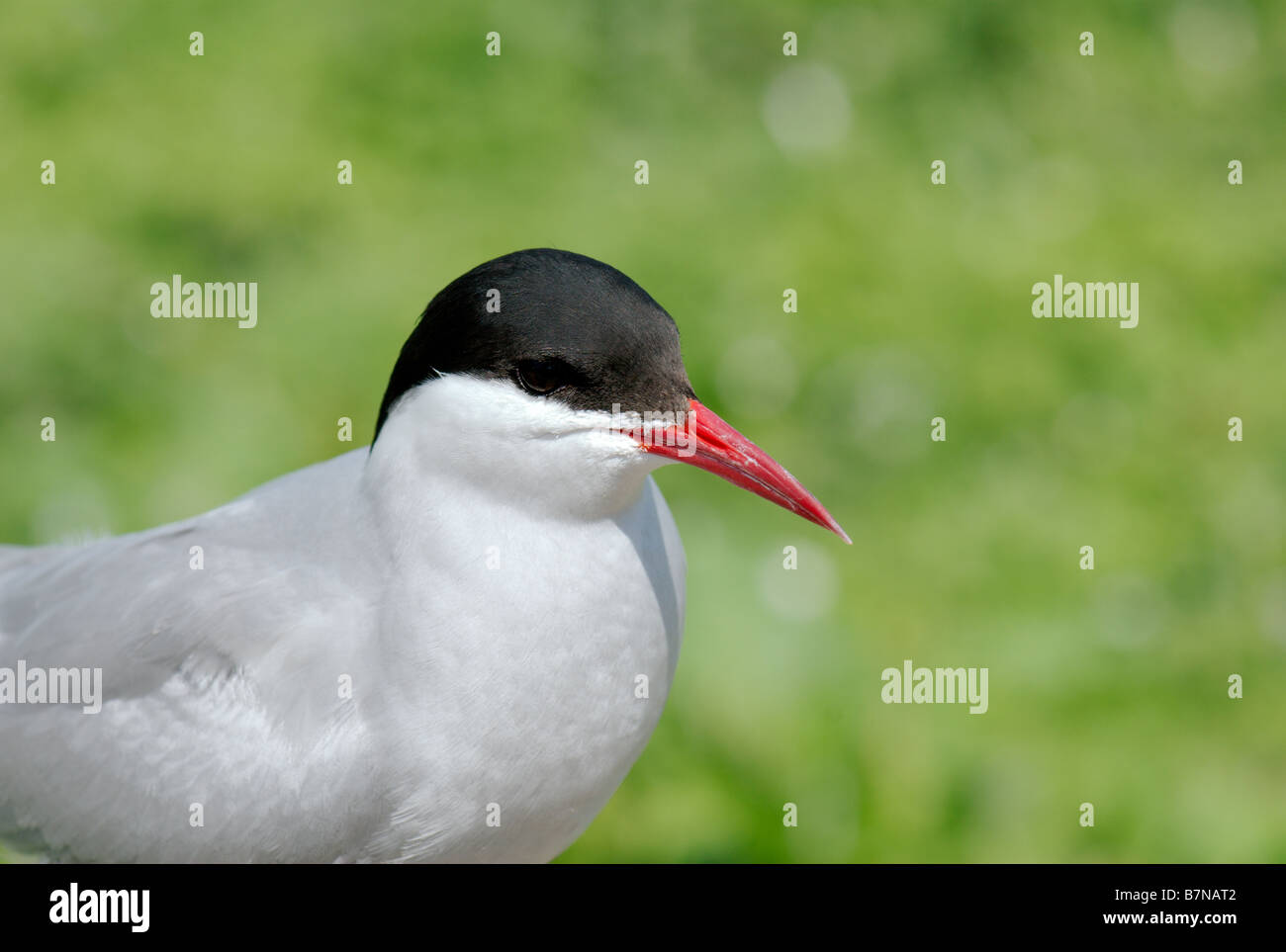 Sterna artica hi-res stock photography and images - Alamy