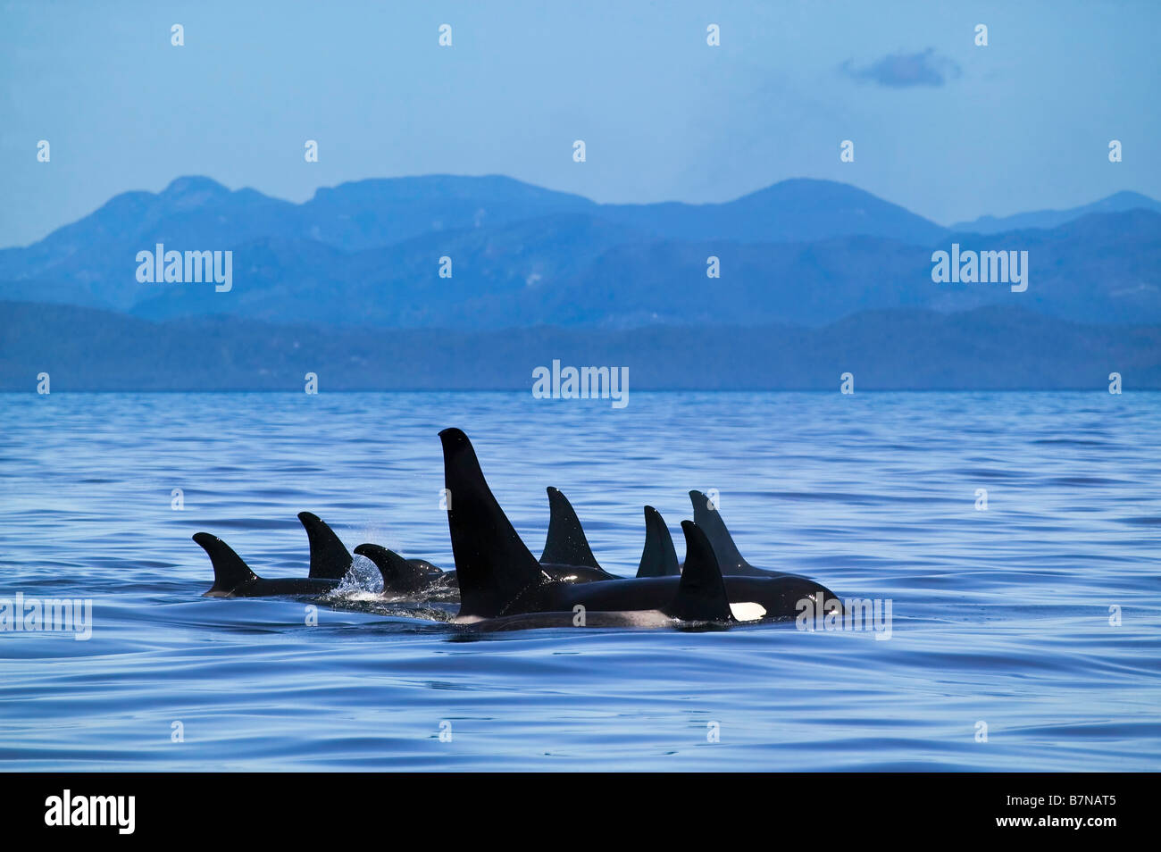 Family group of northern resident killer whales (Orcinus orca) in front ...