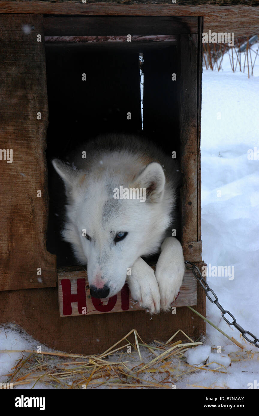 A sled dog laying down in his kennel Stock Photo - Alamy