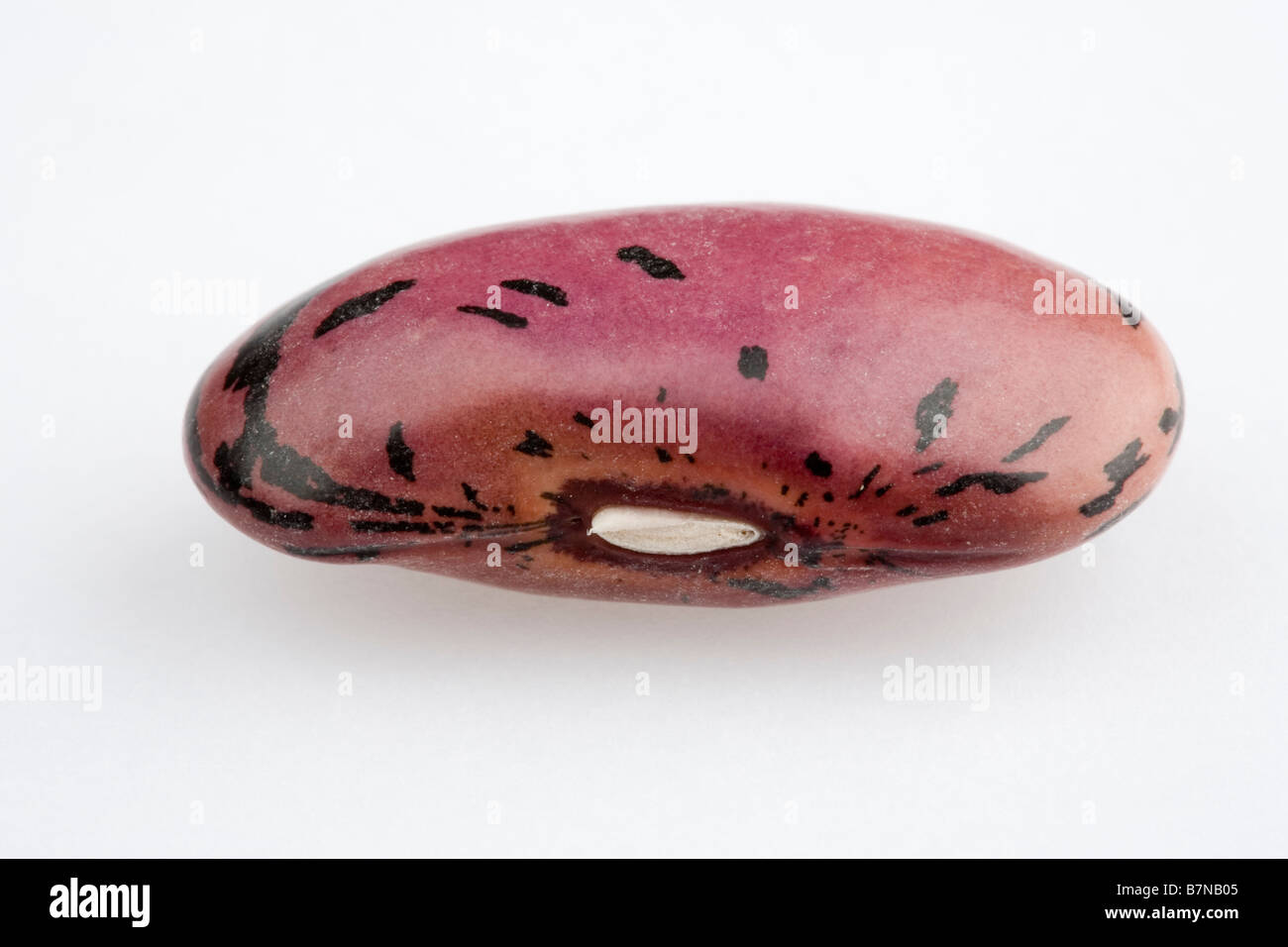 Runner bean seed hi-res stock photography and images - Alamy