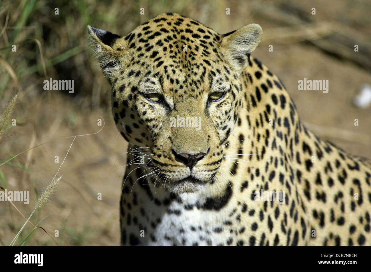 Set of leopards hi-res stock photography and images - Alamy