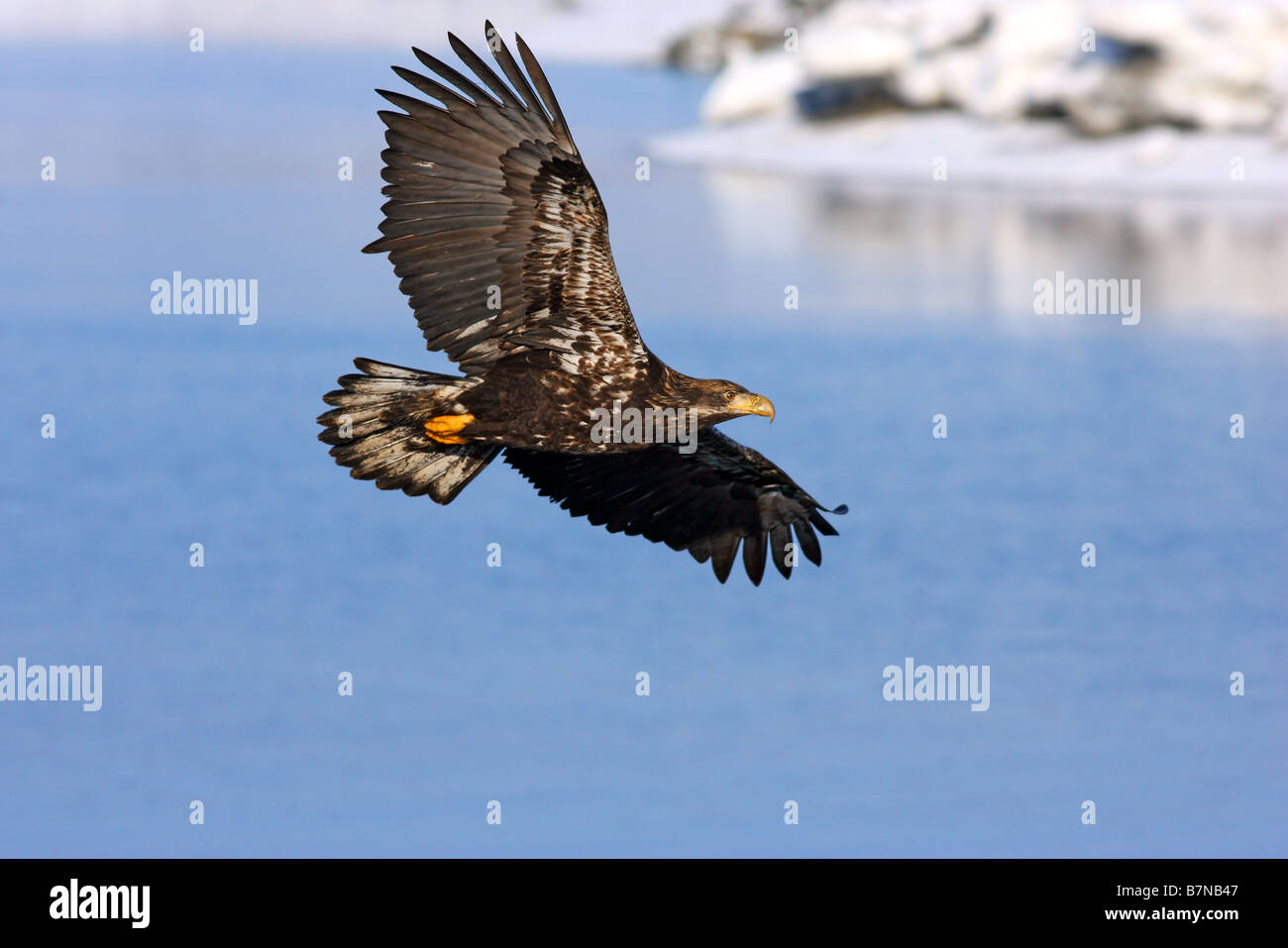 Majestic young eagle hi-res stock photography and images - Alamy