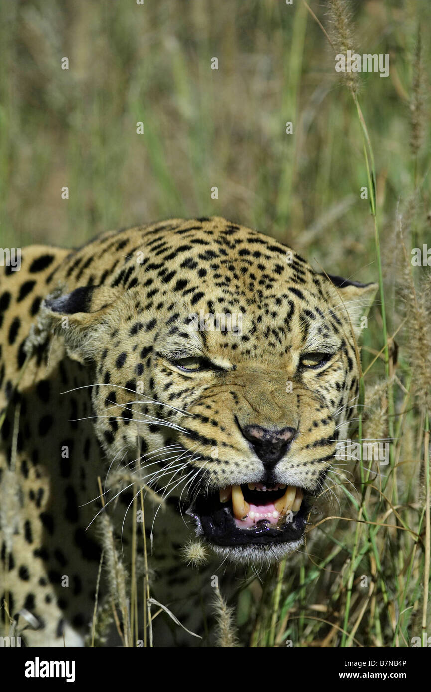Angry leopards hi-res stock photography and images - Alamy