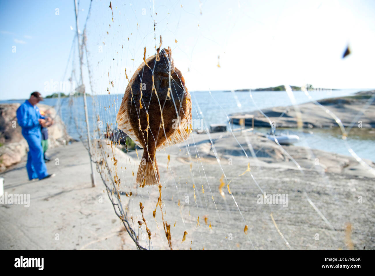 Flounder fish fishnet food hi-res stock photography and images - Alamy