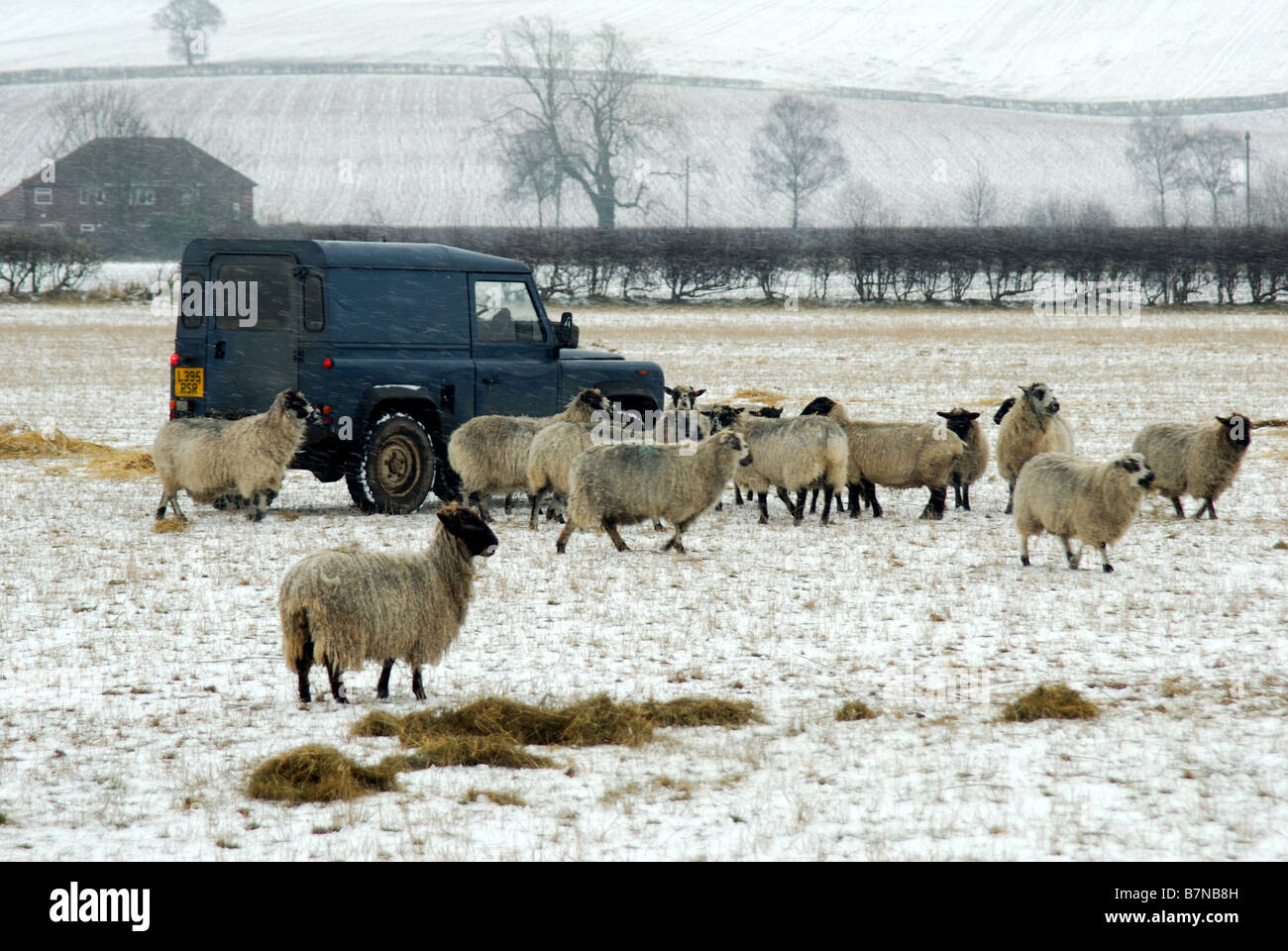 Sheep winter farming Stock Photo - Alamy
