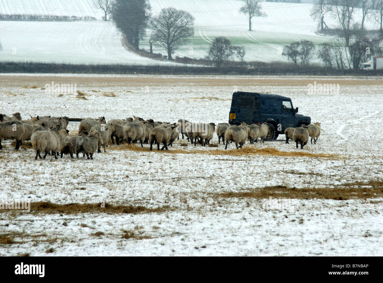 Sheep uk winter hi-res stock photography and images - Alamy