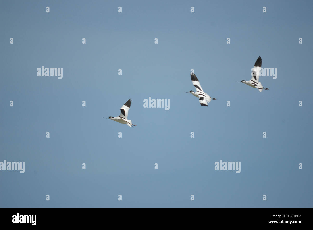 A group of avocet Stock Photo - Alamy