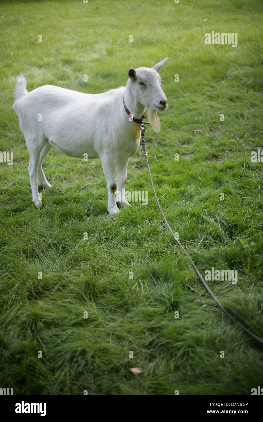Goat rope hi-res stock photography and images - Alamy