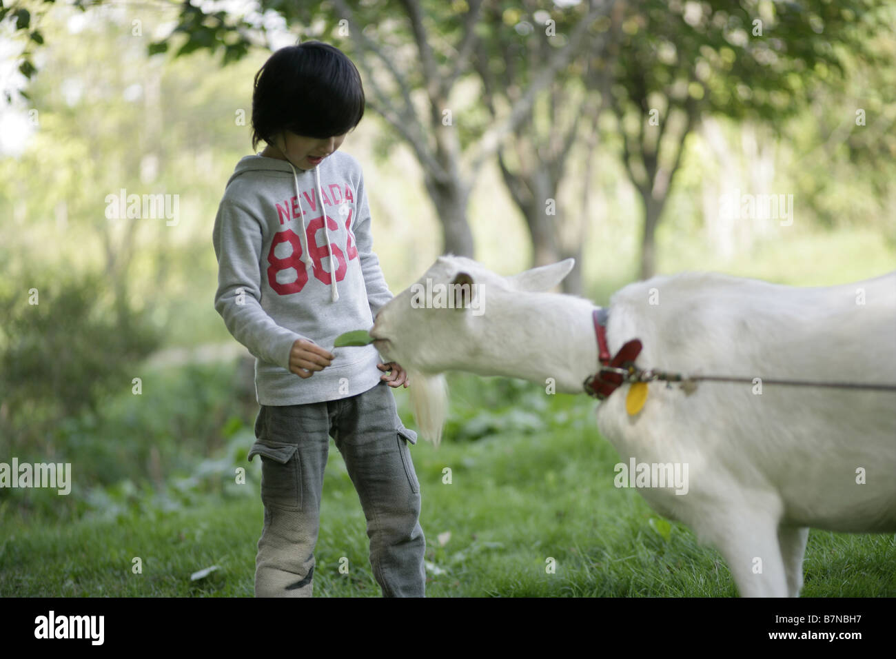 A boy and a goat Stock Photo - Alamy