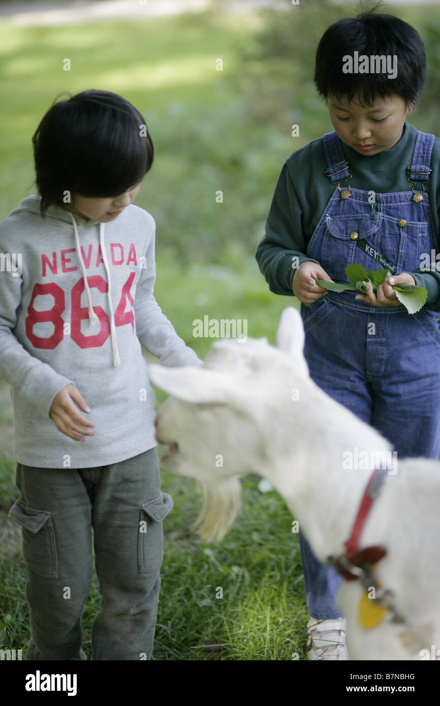 Boys and a goat Stock Photo - Alamy