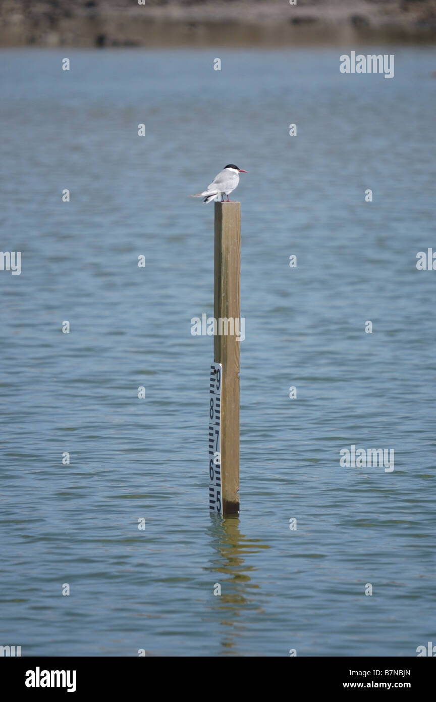 Bird in lagoon Stock Photo - Alamy