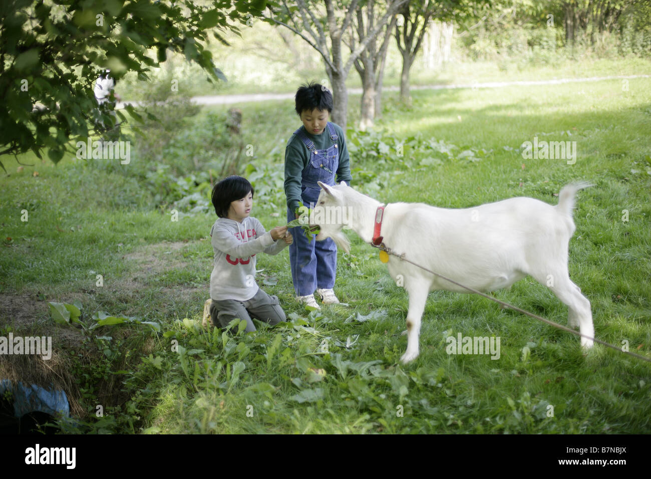 Boys and a goat Stock Photo - Alamy