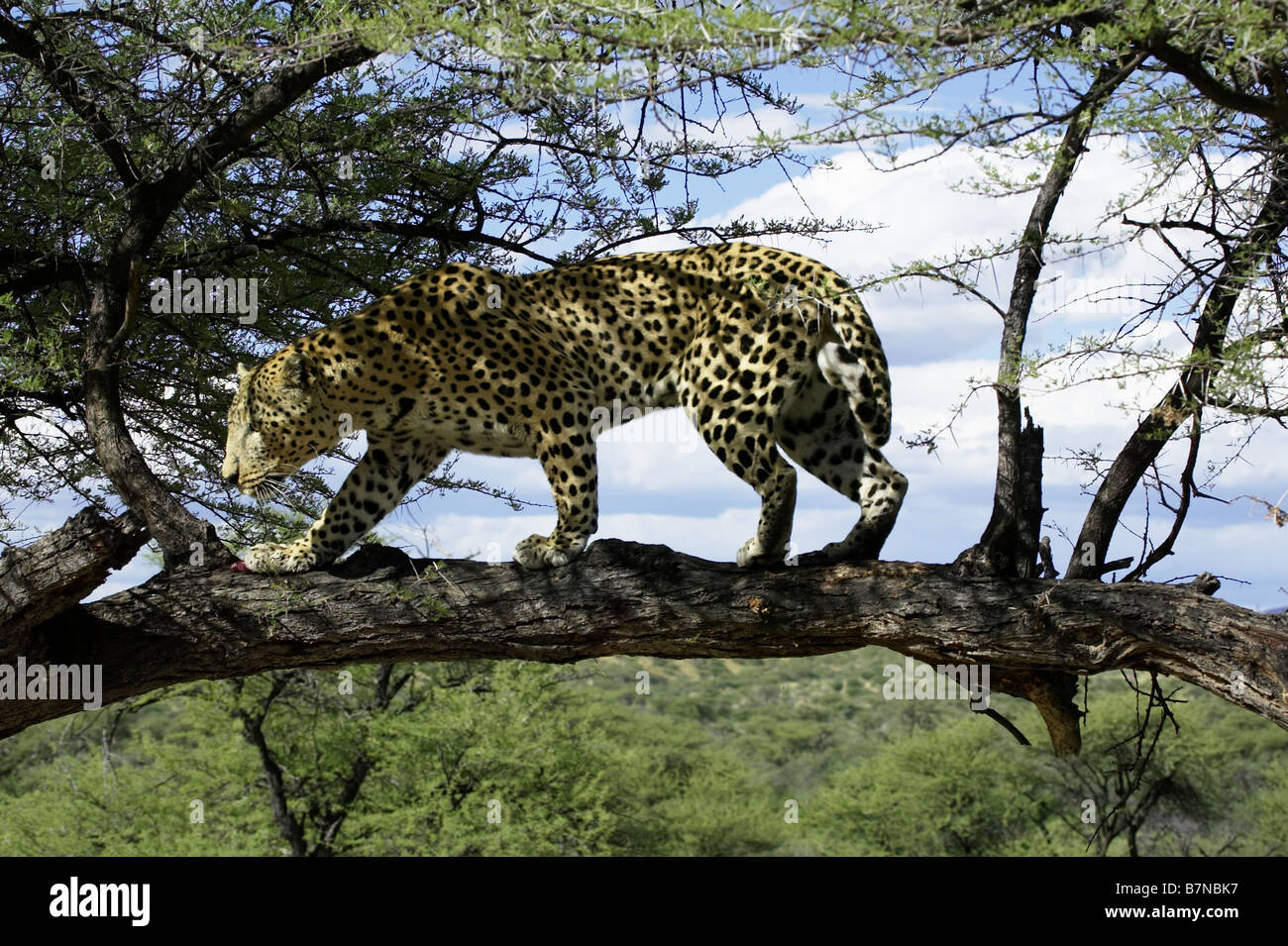 leopard on tree Stock Photo - Alamy