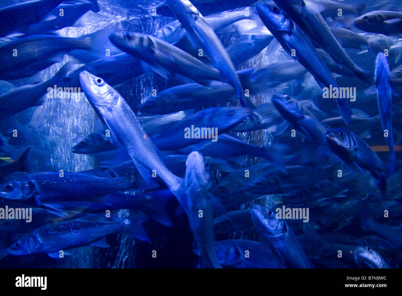 Sardines fish swimming underwater blue hi-res stock photography and ...