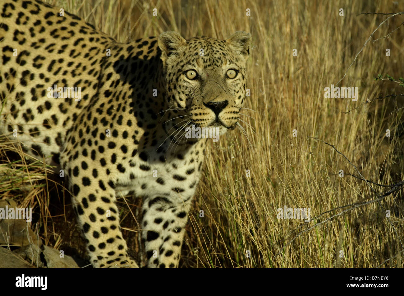 Leopard state hi-res stock photography and images - Alamy