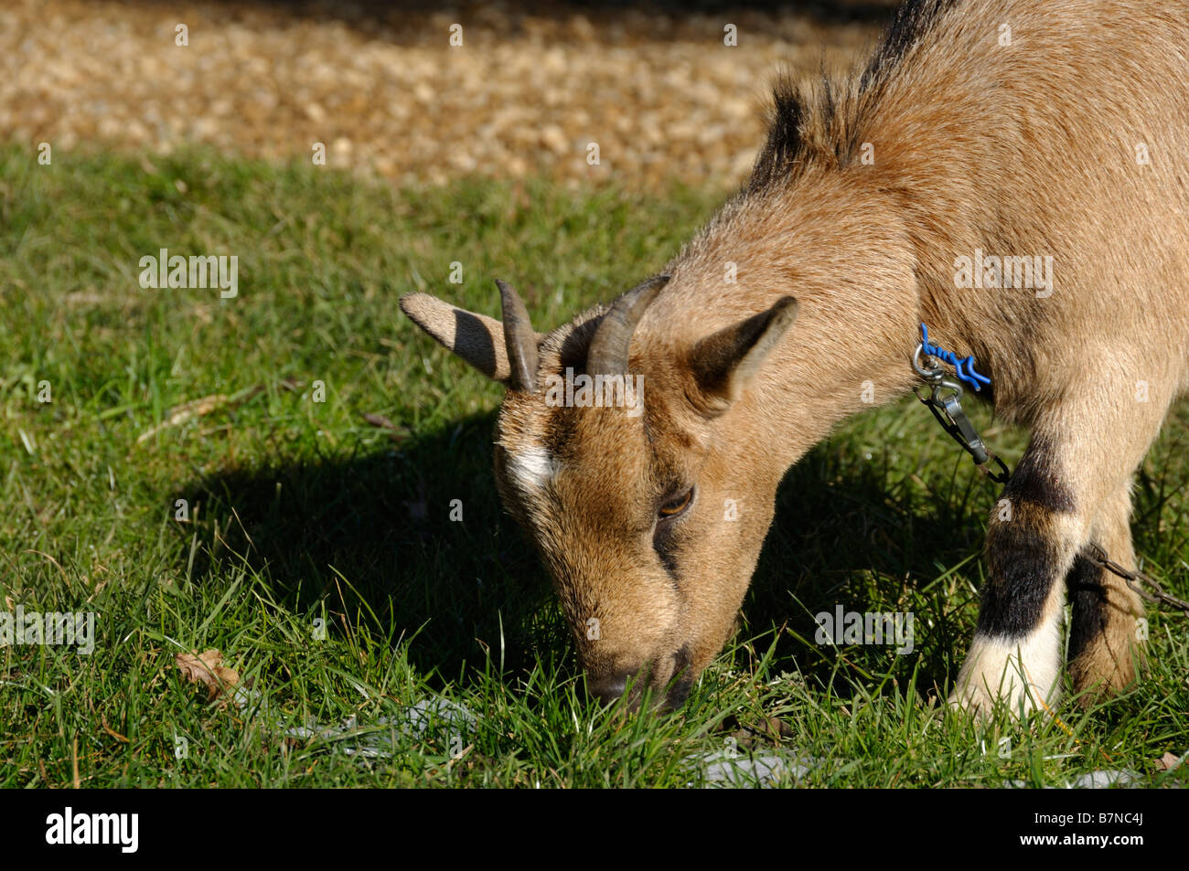 Stock photo of a tehered pygmy goat eating grass Stock Photo - Alamy