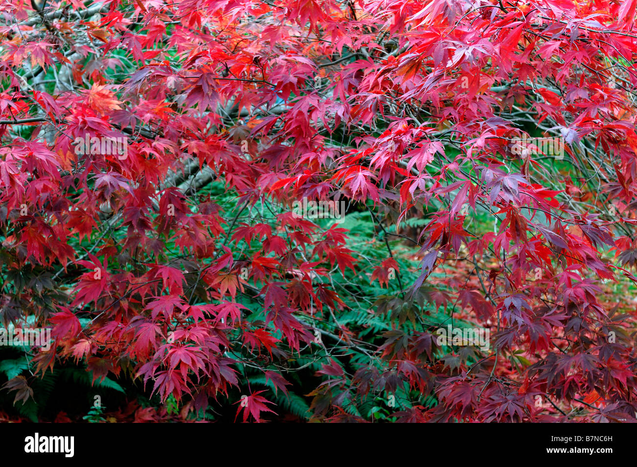 red vibrant coloured acer palmatum tree autumn autumnal color colour ...