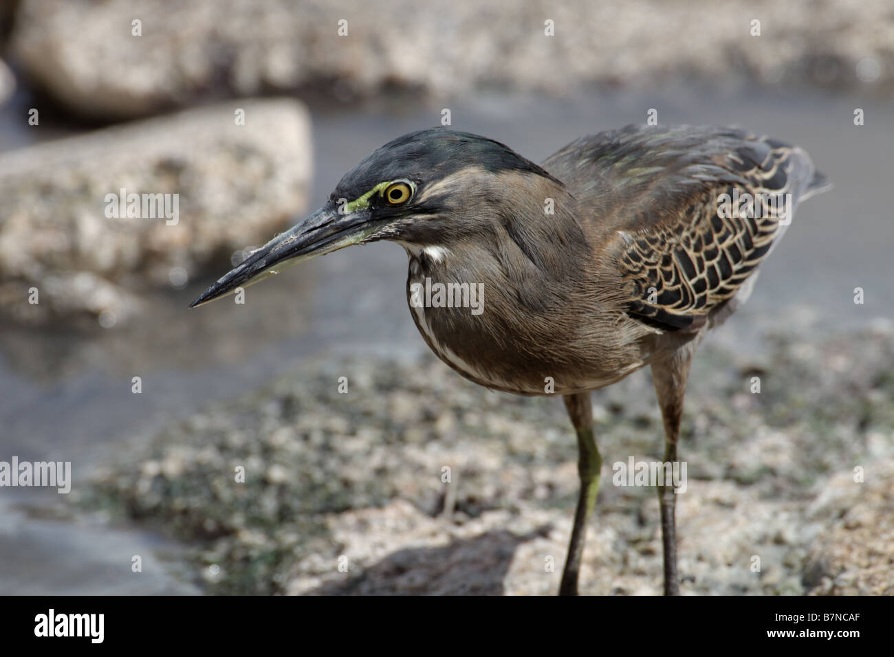 Little heron hi-res stock photography and images - Alamy