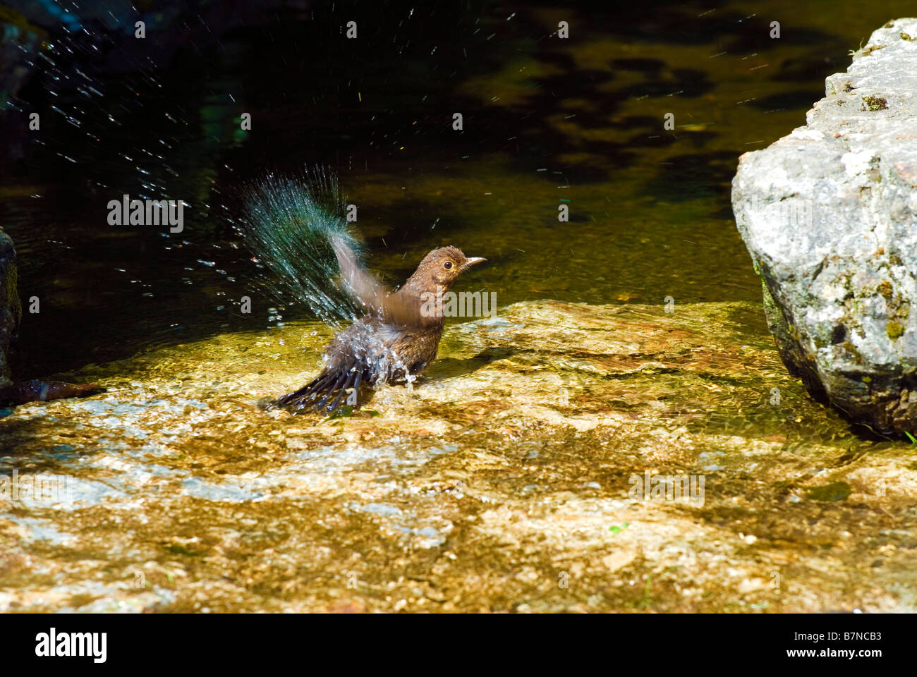 Bathing waterfall feathers hi-res stock photography and images - Alamy