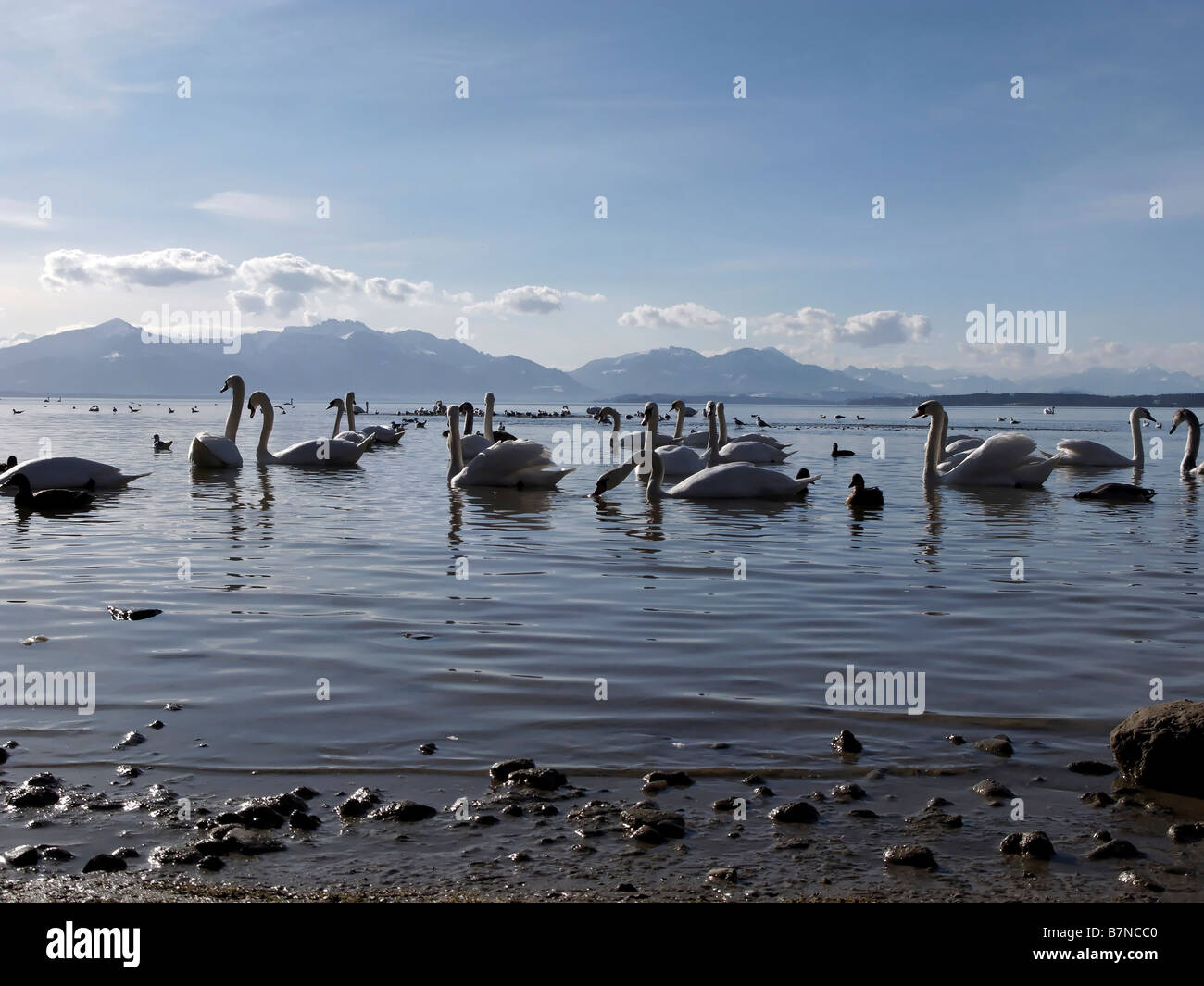 White Swans and Birdlife on the Chiemsee Bavaria Germany Stock Photo ...