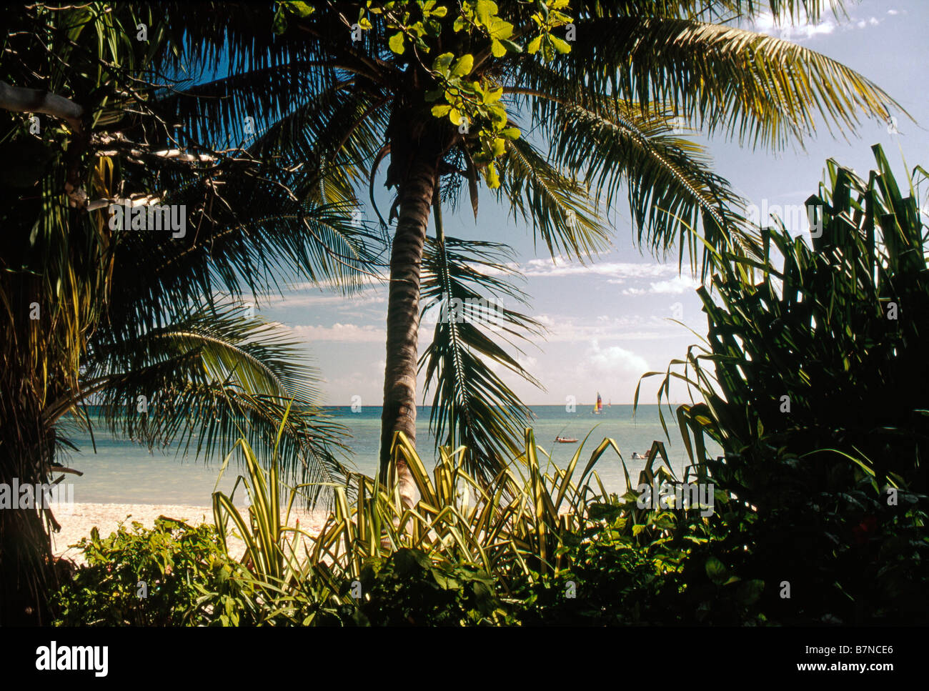 Key West Florida beach foliage Stock Photo - Alamy