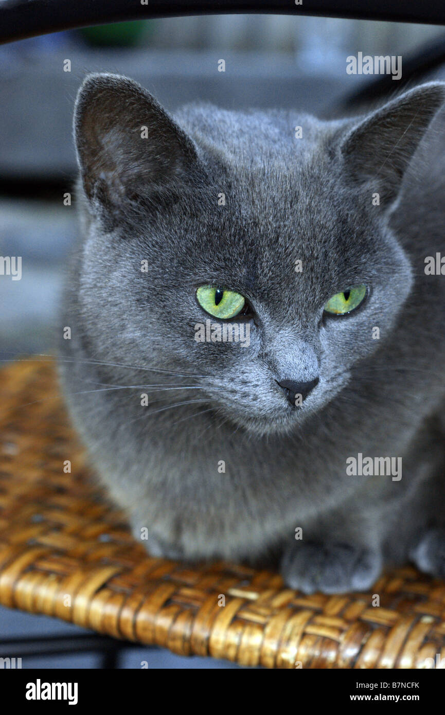 Grey cat with green eyes on cane chair Stock Photo - Alamy