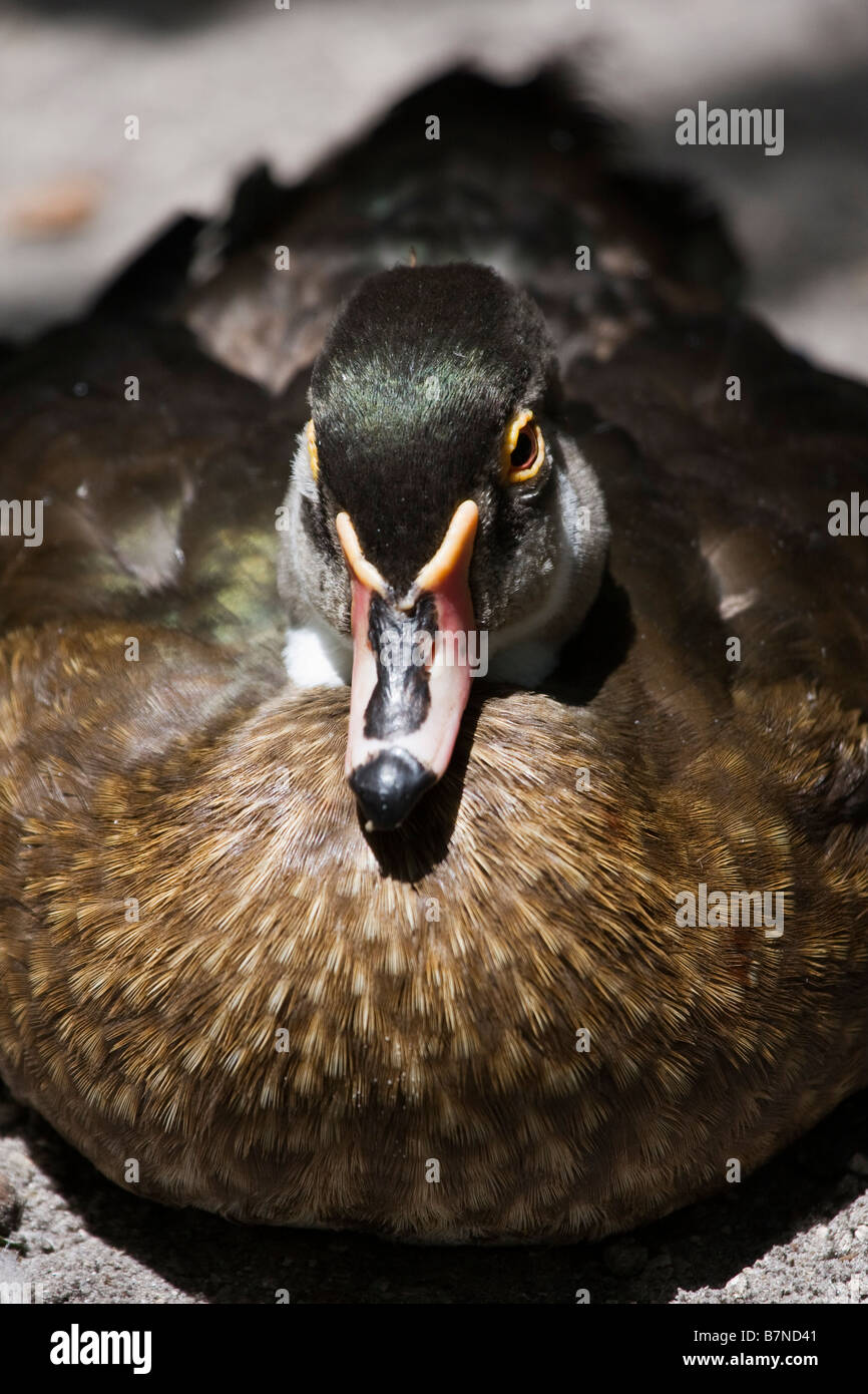 Carolina duck aix sponsa hi-res stock photography and images - Alamy