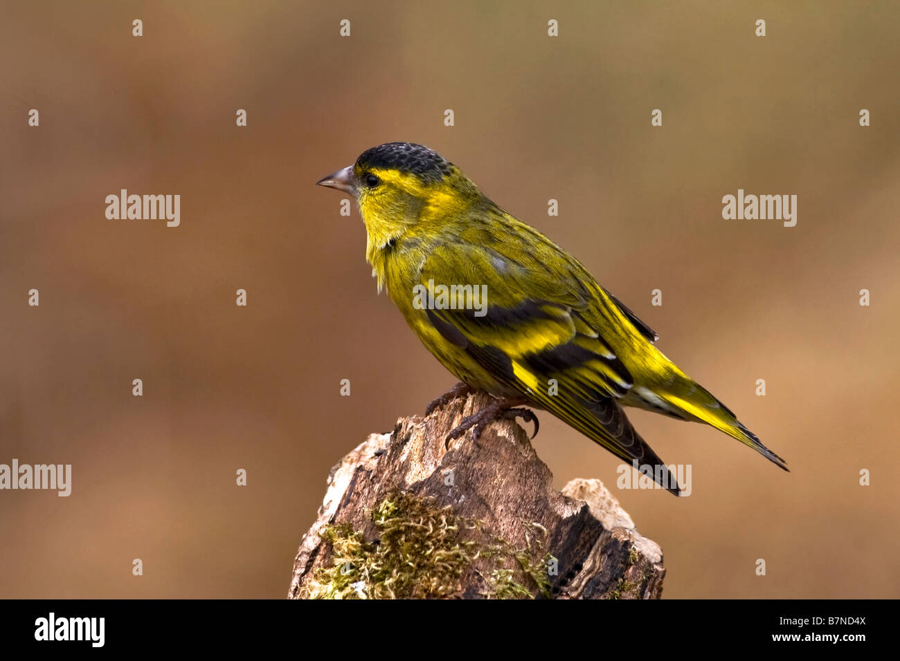Siskin portrait hi-res stock photography and images - Alamy
