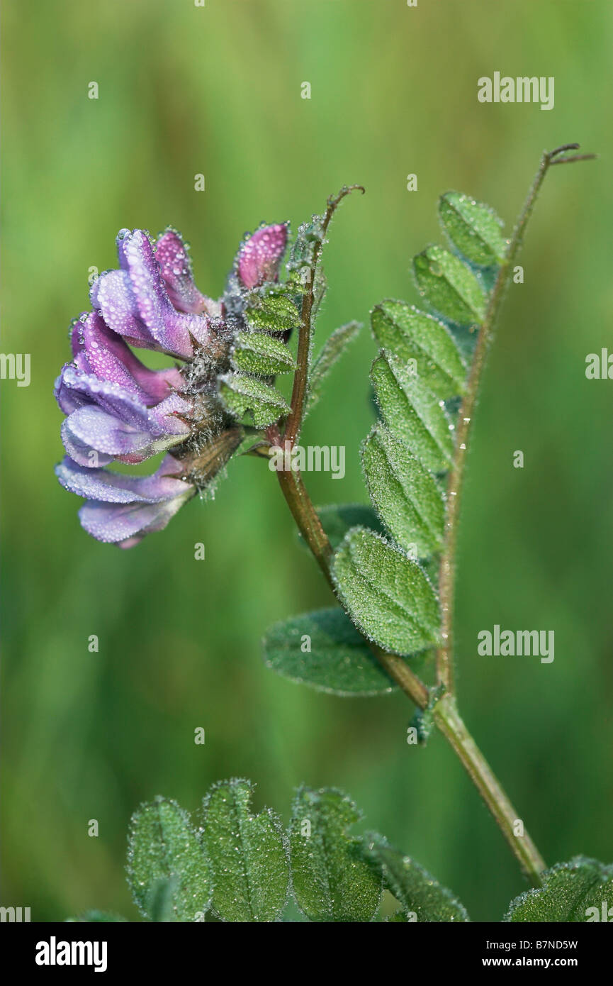 Bush Vetch Vicia sepium Sussex UK Stock Photo - Alamy